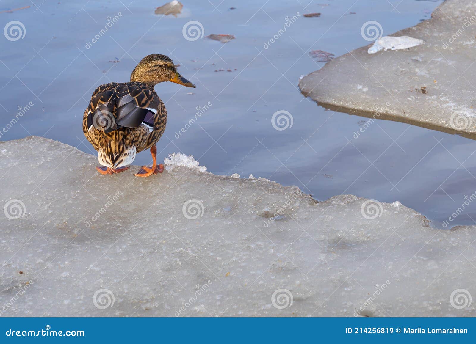 A Lone Duck Sits on an Ice Floe on a Spring River Stock Image - Image ...