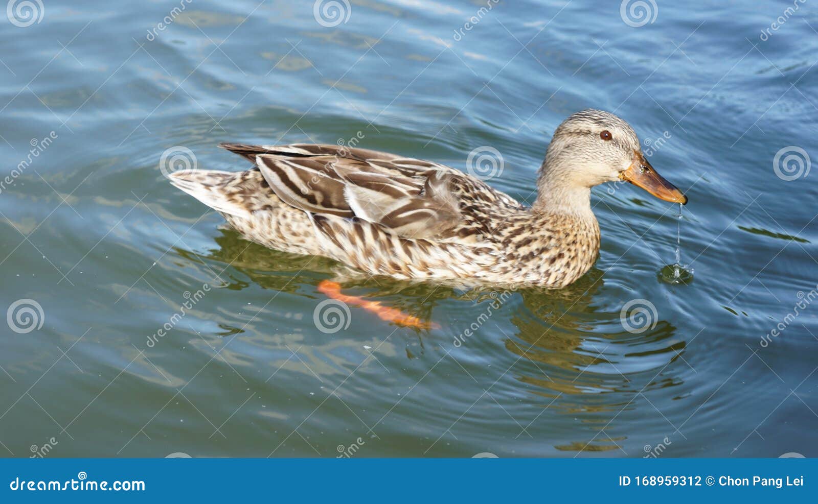 Lone duck swimm alone stock photo. Image of father, lake - 168959312