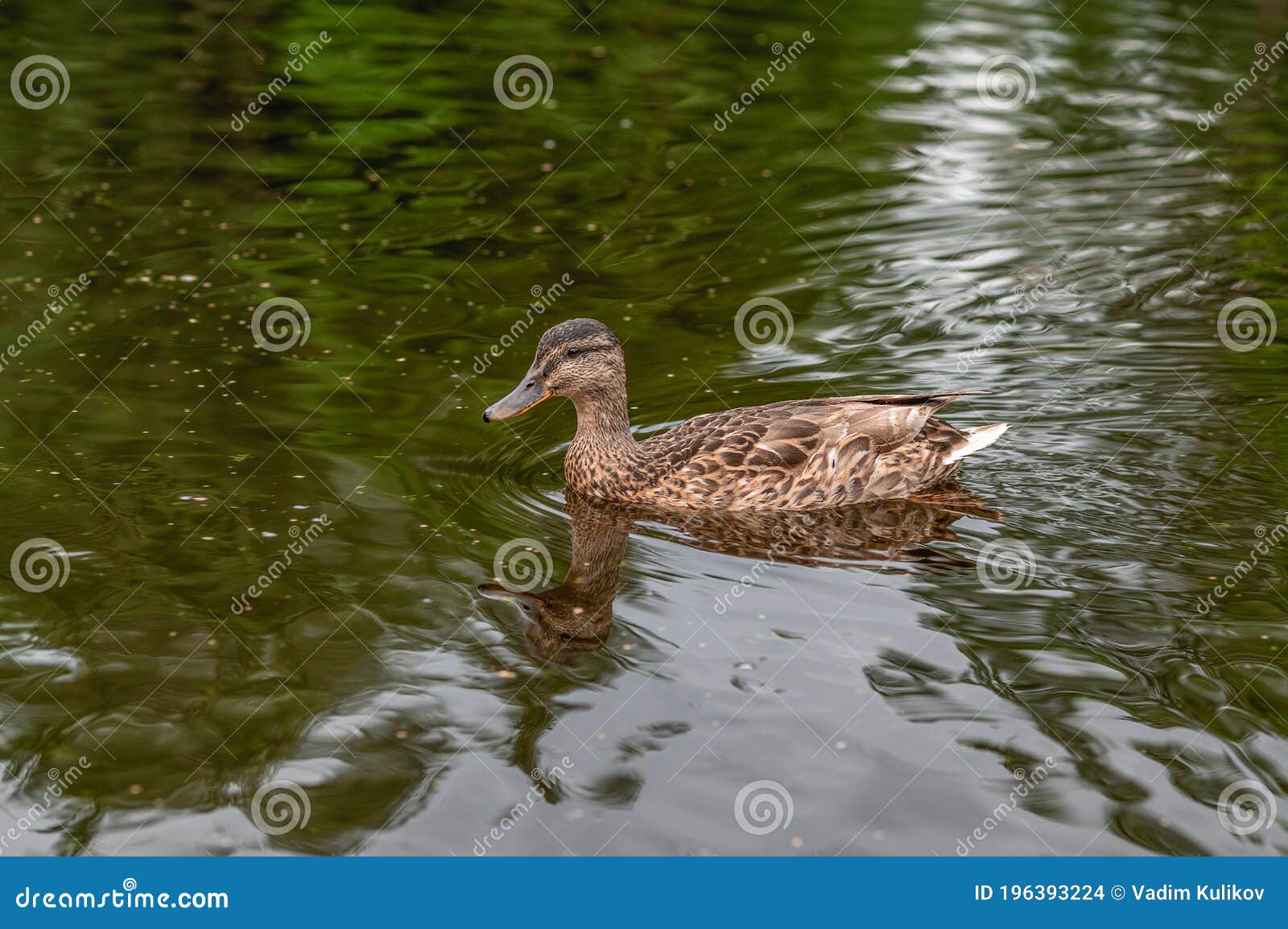 A Lone Duck Swims in a Pond Stock Photo - Image of summer, nature ...