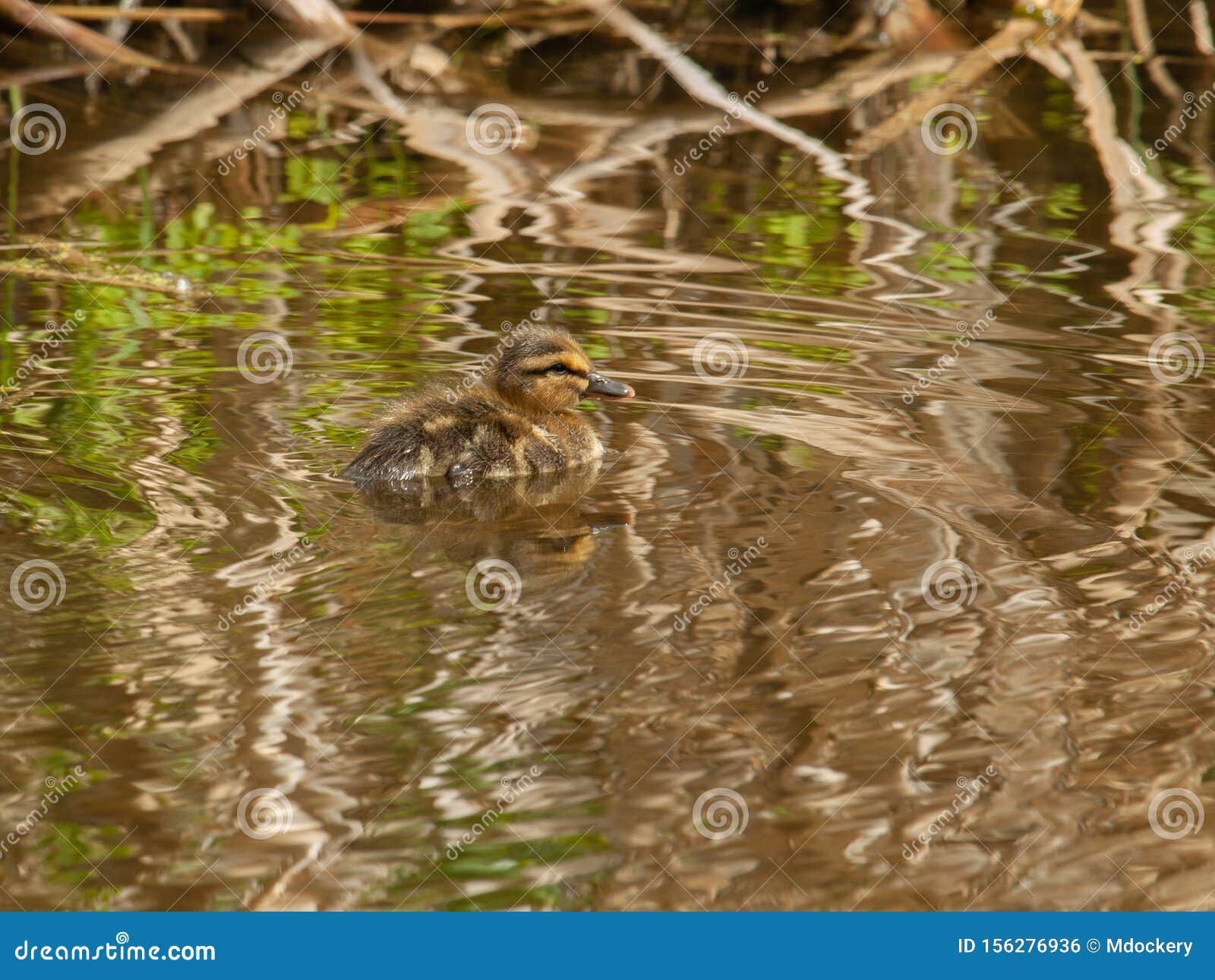 Duckling swimming alone stock photo. Image of group - 156276936