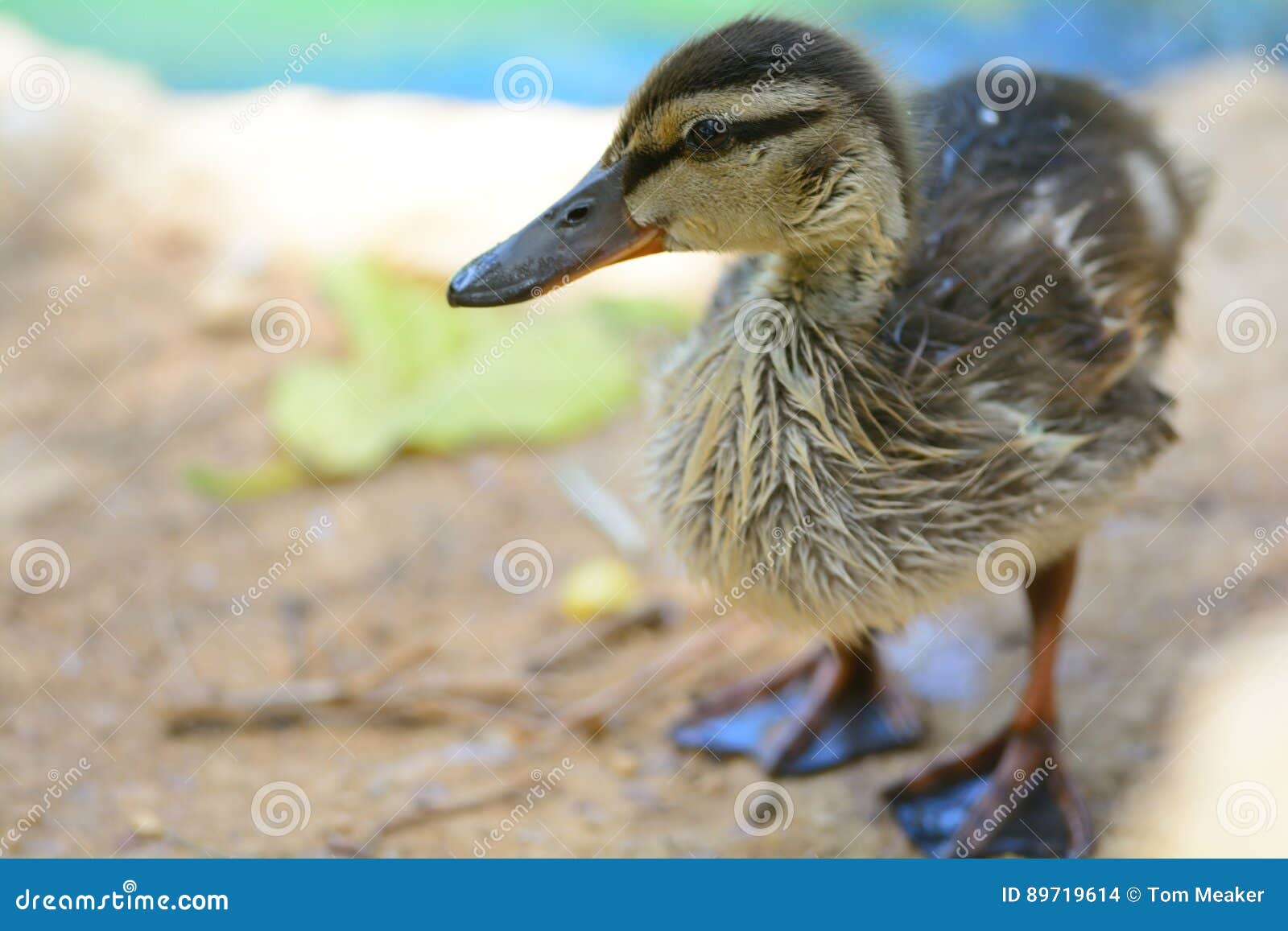 Lone duckling stock photo. Image of sideview, bird, nature - 89719614