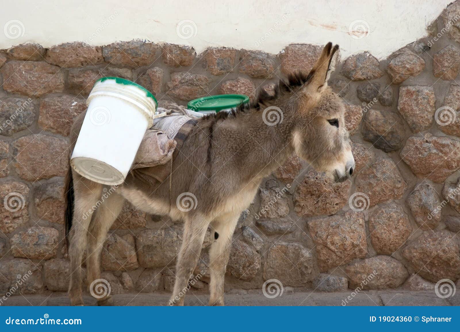 Lone Dunkey stock photo. Image of surrounding, stone - 19024360