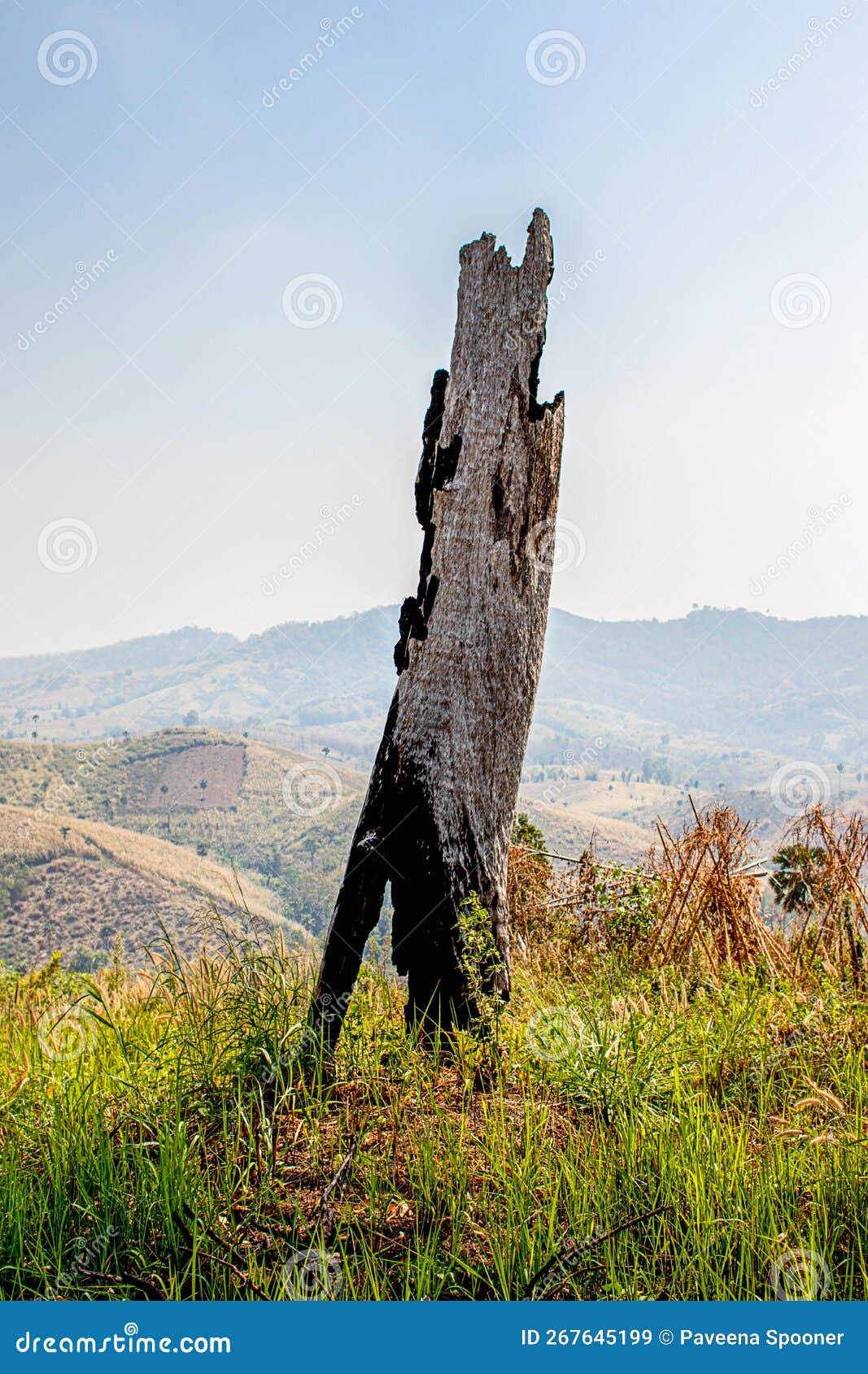 A Lone Dying Tree on a Hill Overlooking Stock Image - Image of view ...
