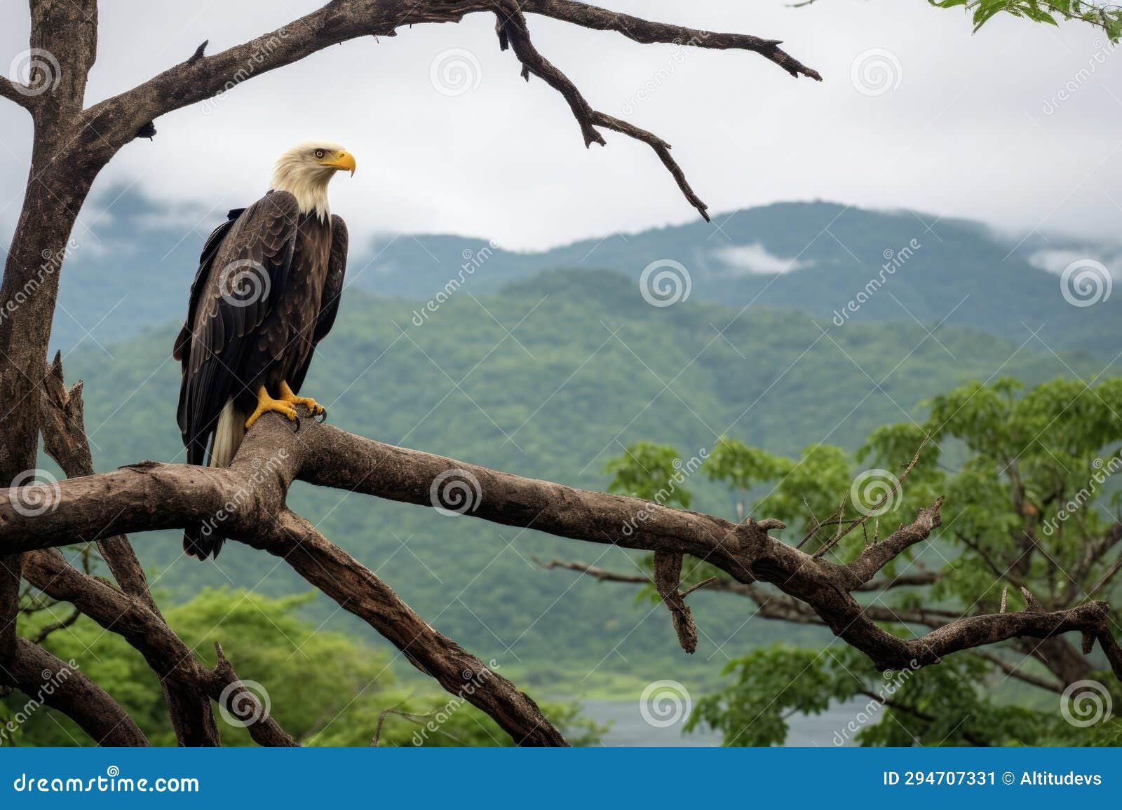 Lone Eagle Perched on a High Branch, Overlooking a Valley Stock Image ...