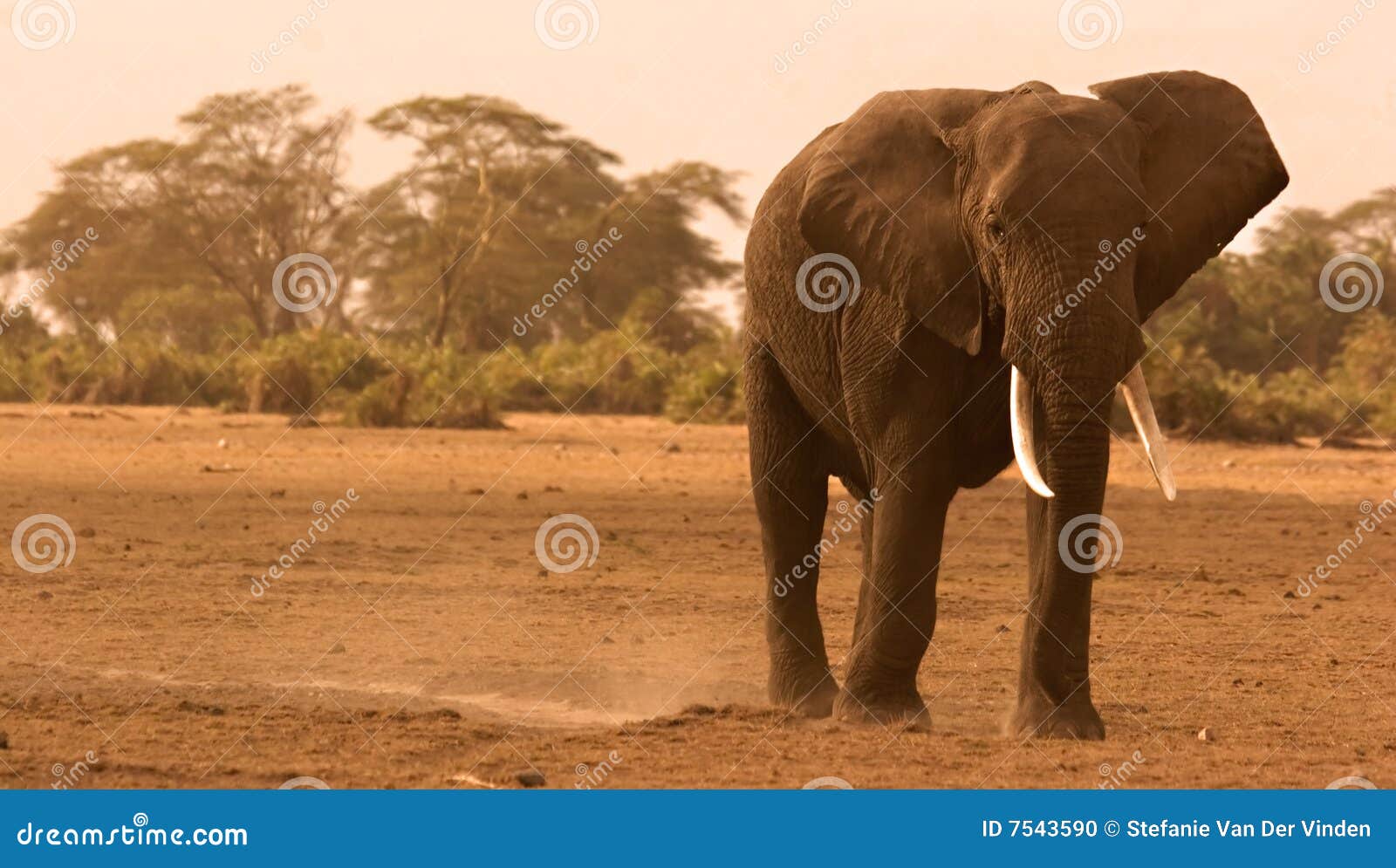 Lone Elephant in Amboseli stock photo. Image of tusks - 7543590