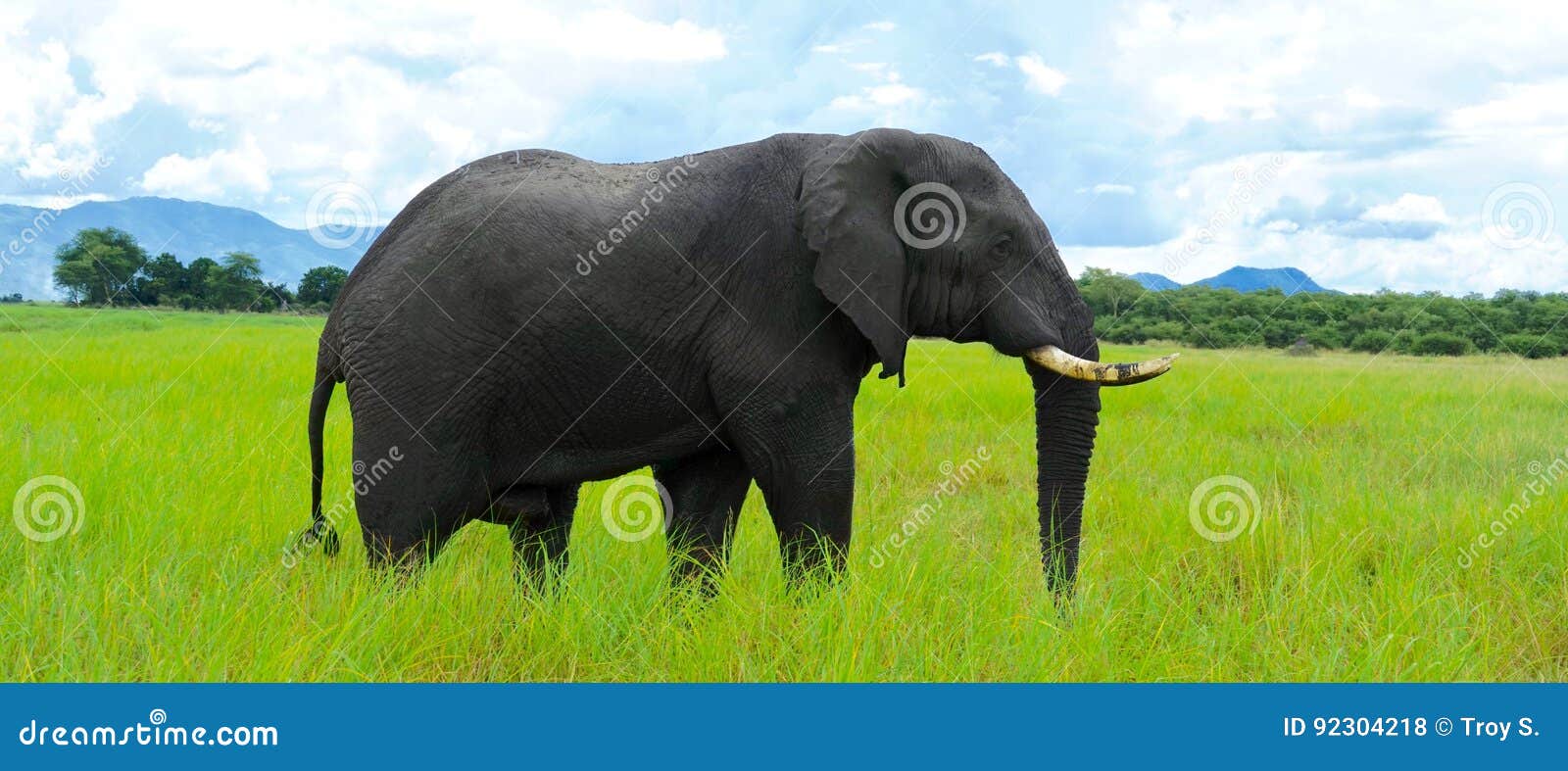 Lone Elephant stock photo. Image of marshes, elephant - 92304218