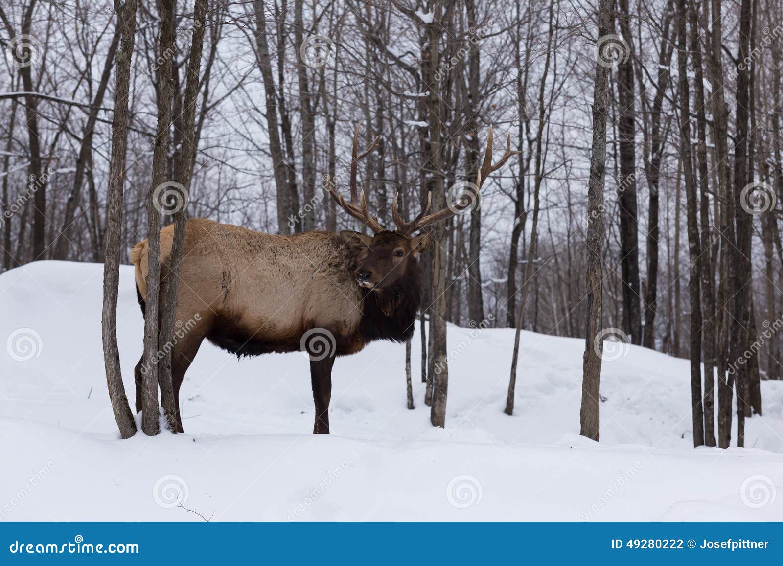 A lone Elk in a forest stock photo. Image of scene, national - 49280222