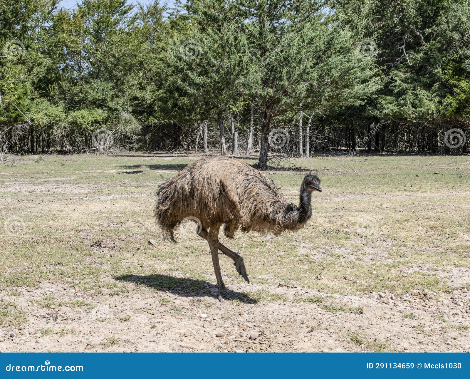 Emu in Field stock image. Image of beak, wildlife, trees - 291134659