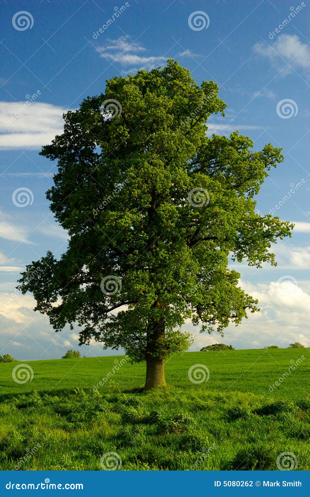 Old English Oak Tree - Quercus Robur, Norfolk, England, UK Stock Photo ...