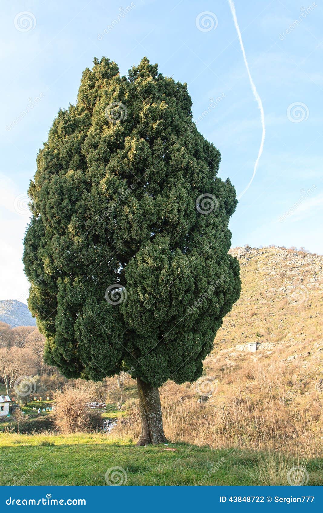 Lone evergreen tree stock photo. Image of tree, plants - 43848722