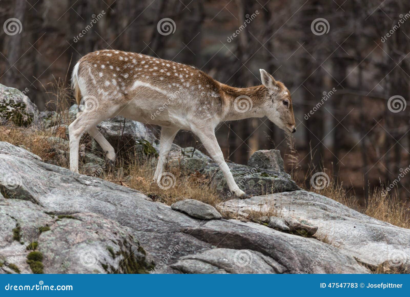 A Lone Fallow Deer on a Rock Face Stock Image - Image of face, fallow ...