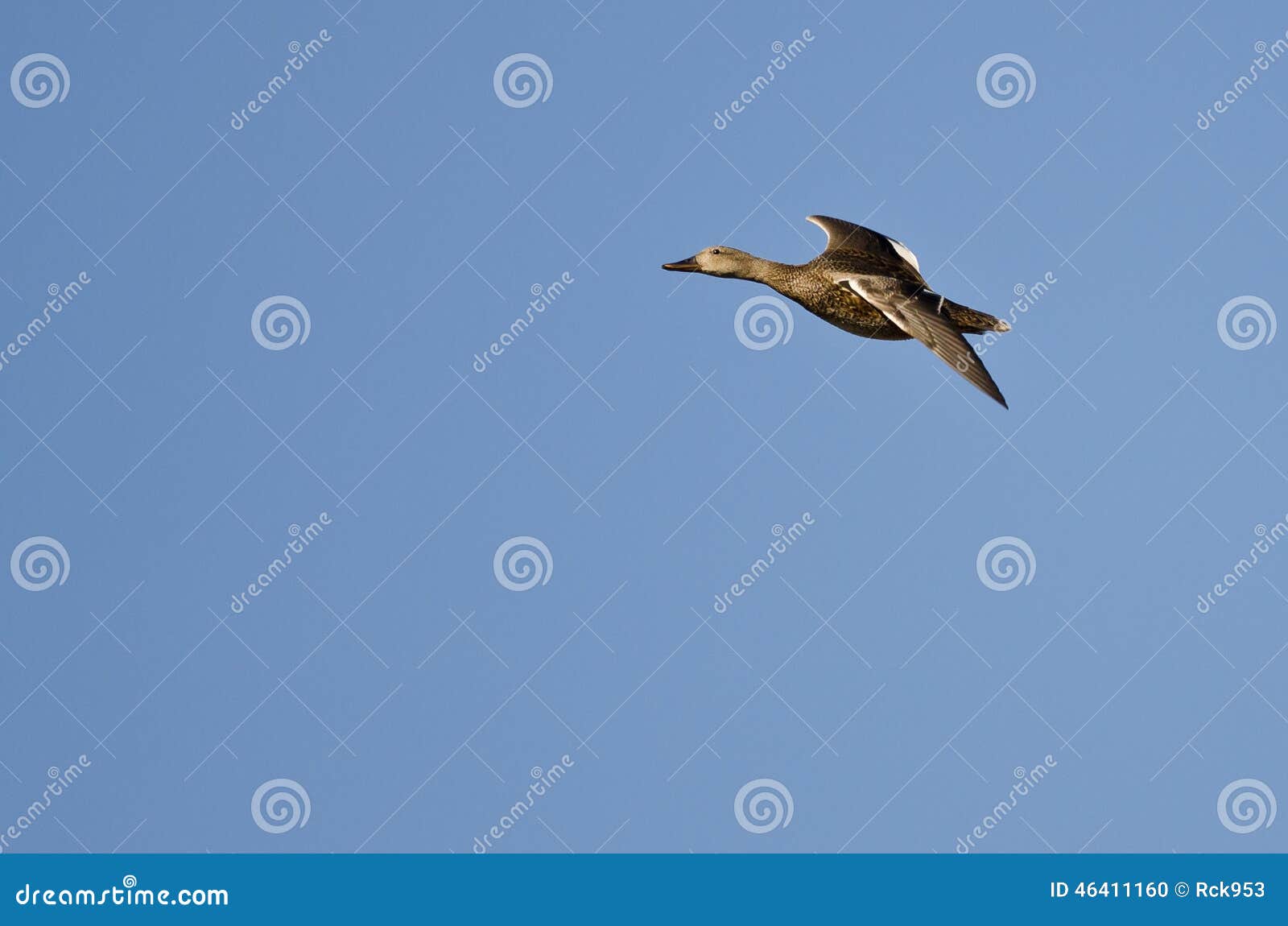 Lone Female Duck Flying in a Blue Sky Stock Photo - Image of nature ...