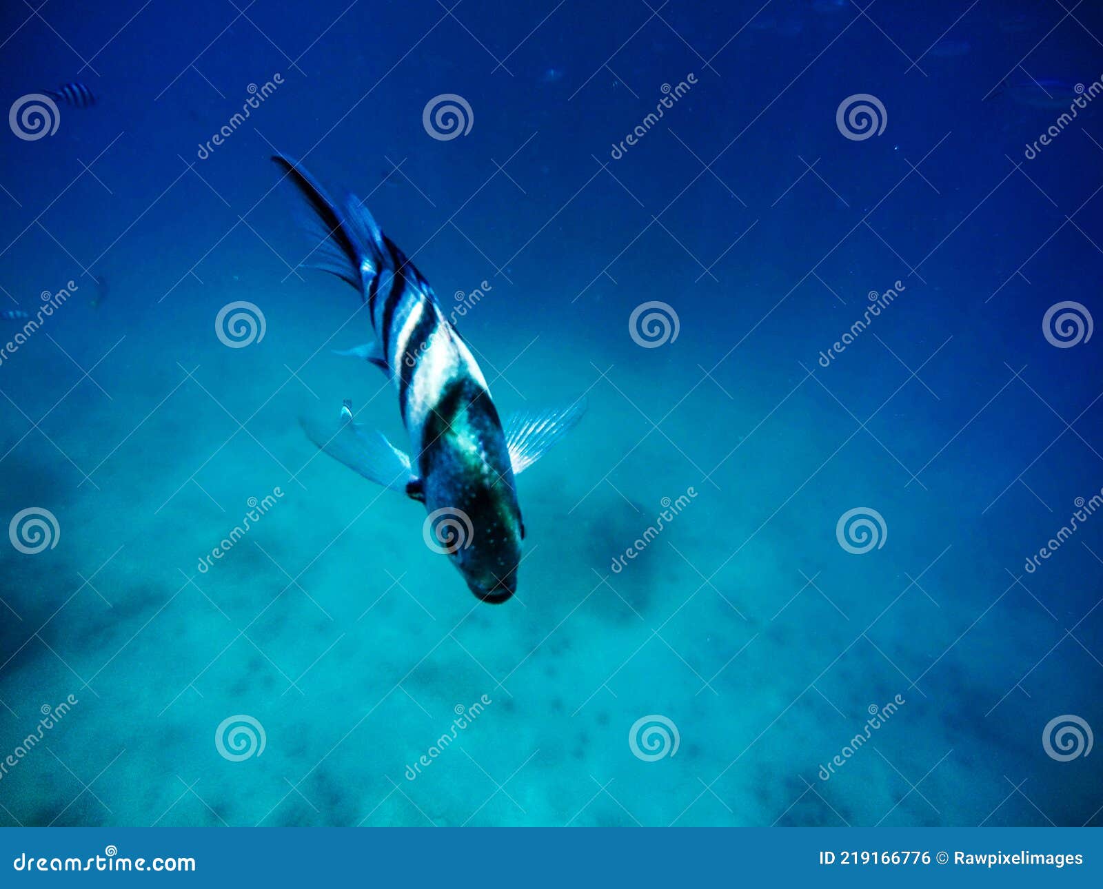 Lone fish in the sea stock photo. Image of backgrounds - 219166776