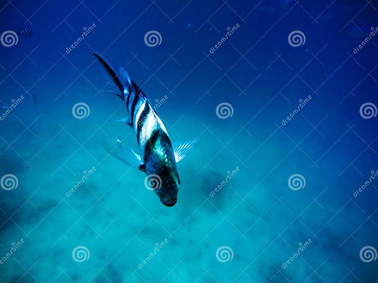 Lone fish in the sea stock photo. Image of backgrounds - 219166776