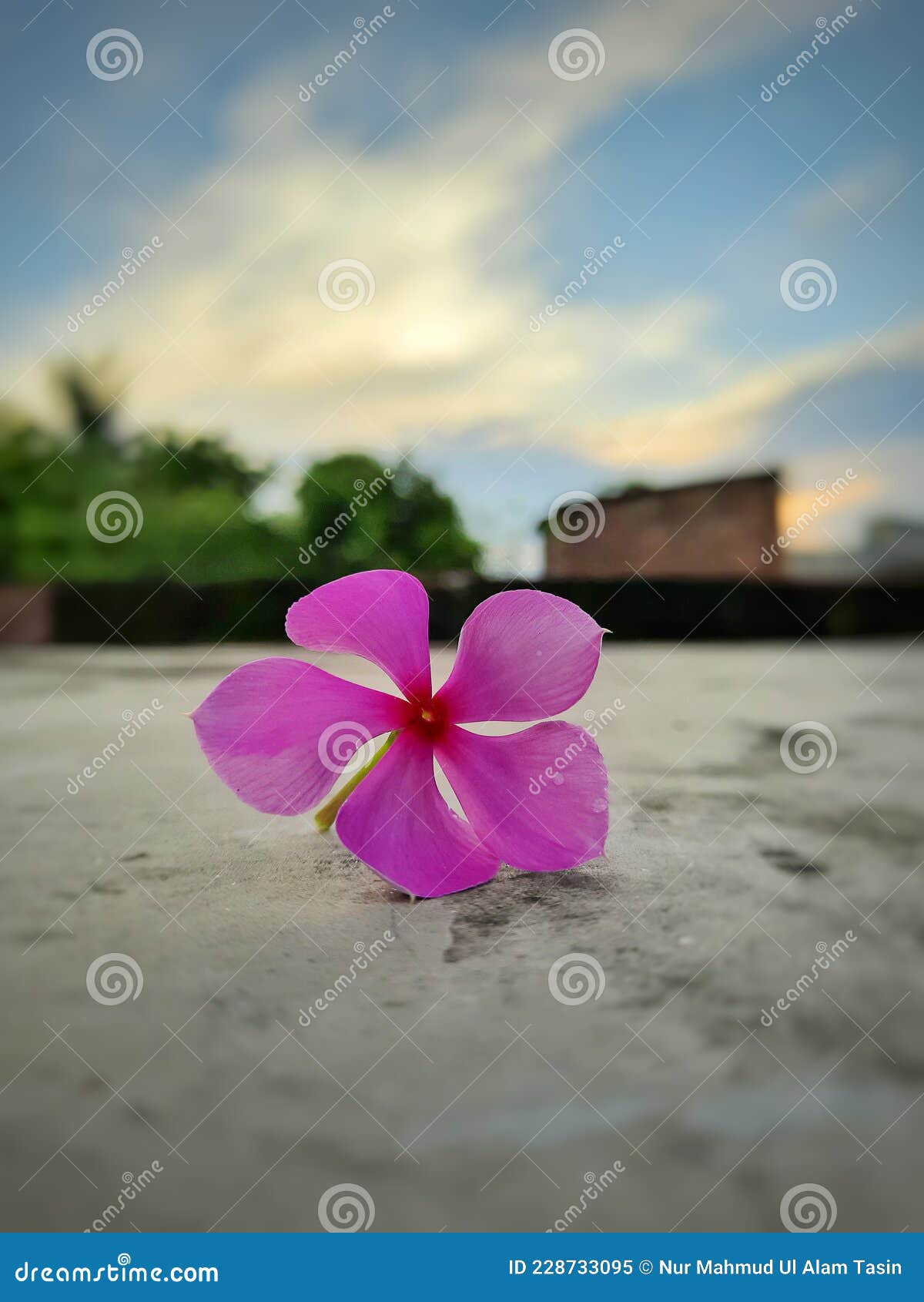 A lone flower. stock image. Image of pink, nature, plant - 228733095
