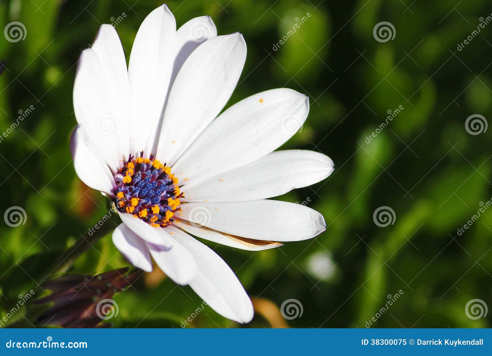 Lone Flower stock image. Image of green, flower, yellow - 38300075