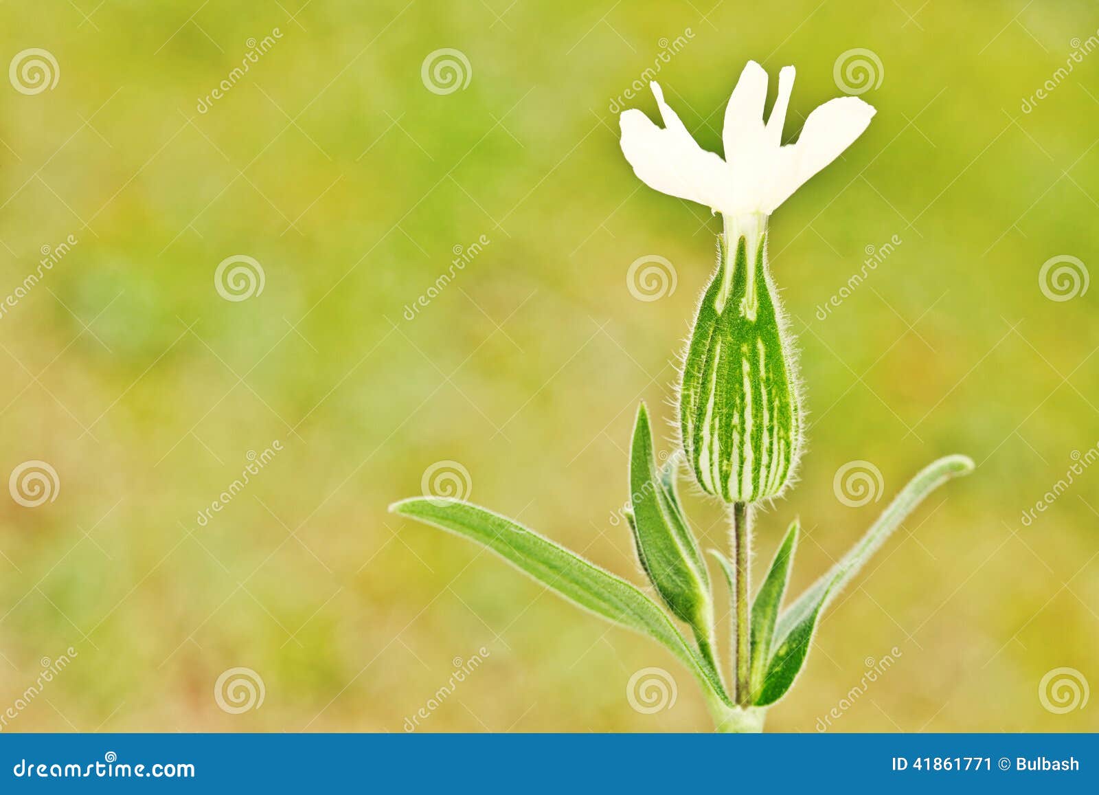 A lone flower stock image. Image of light, concept, background - 41861771