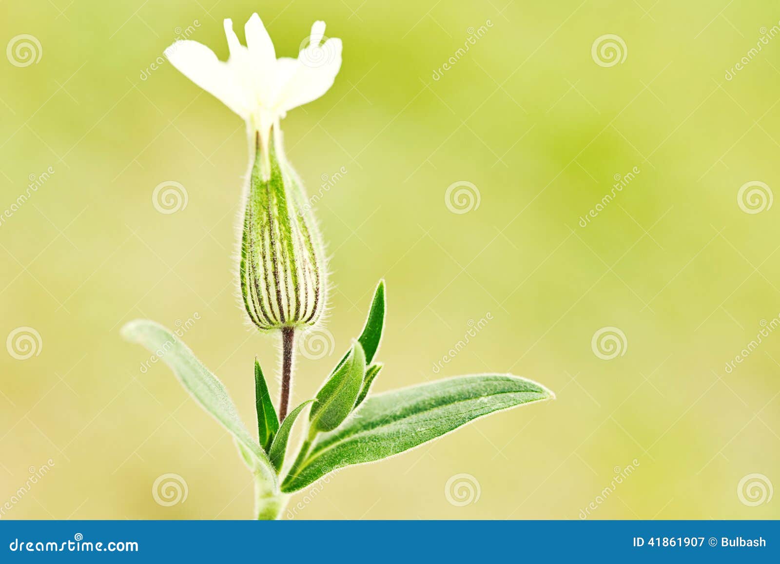 A lone flower stock image. Image of garden, floral, green - 41861907