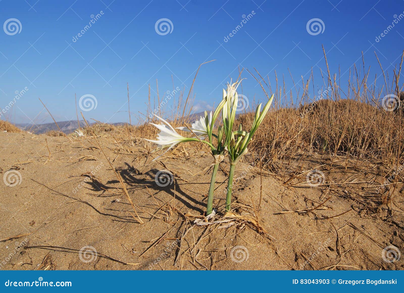 Lone flower in the desert stock image. Image of flower - 83043903