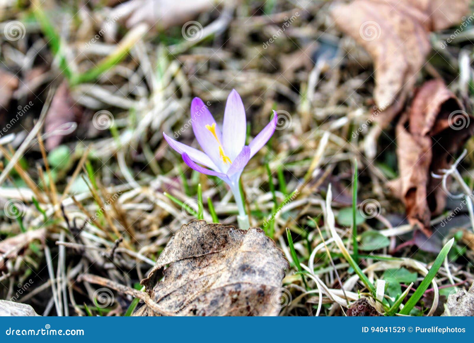 Lone Flower stock image. Image of long, macro, detail - 94041529