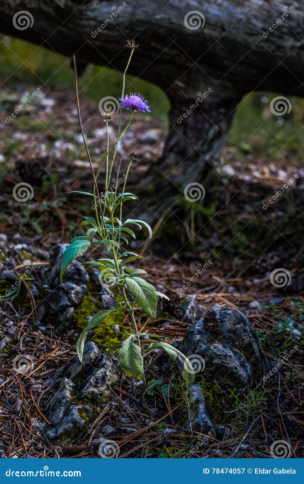 Lone flower stock image. Image of brightly, beautiful - 78474057