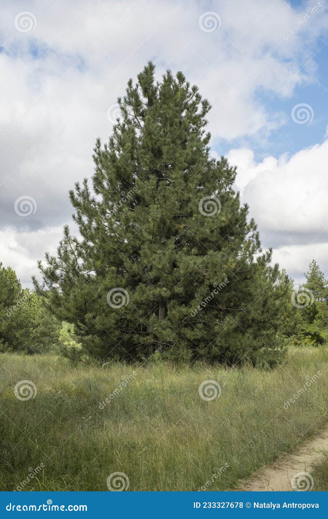 A Lone Fluffy Pine Tree Grew Up in a Meadow Stock Photo - Image of wood ...