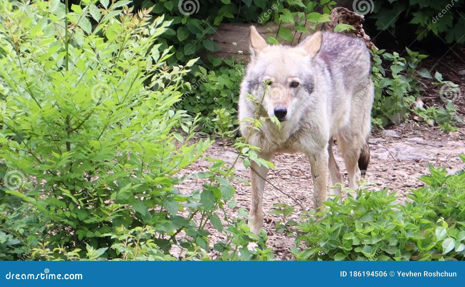 Lone Forest Gray Wolf Standing among Green Trees and Bushes Stock Photo ...