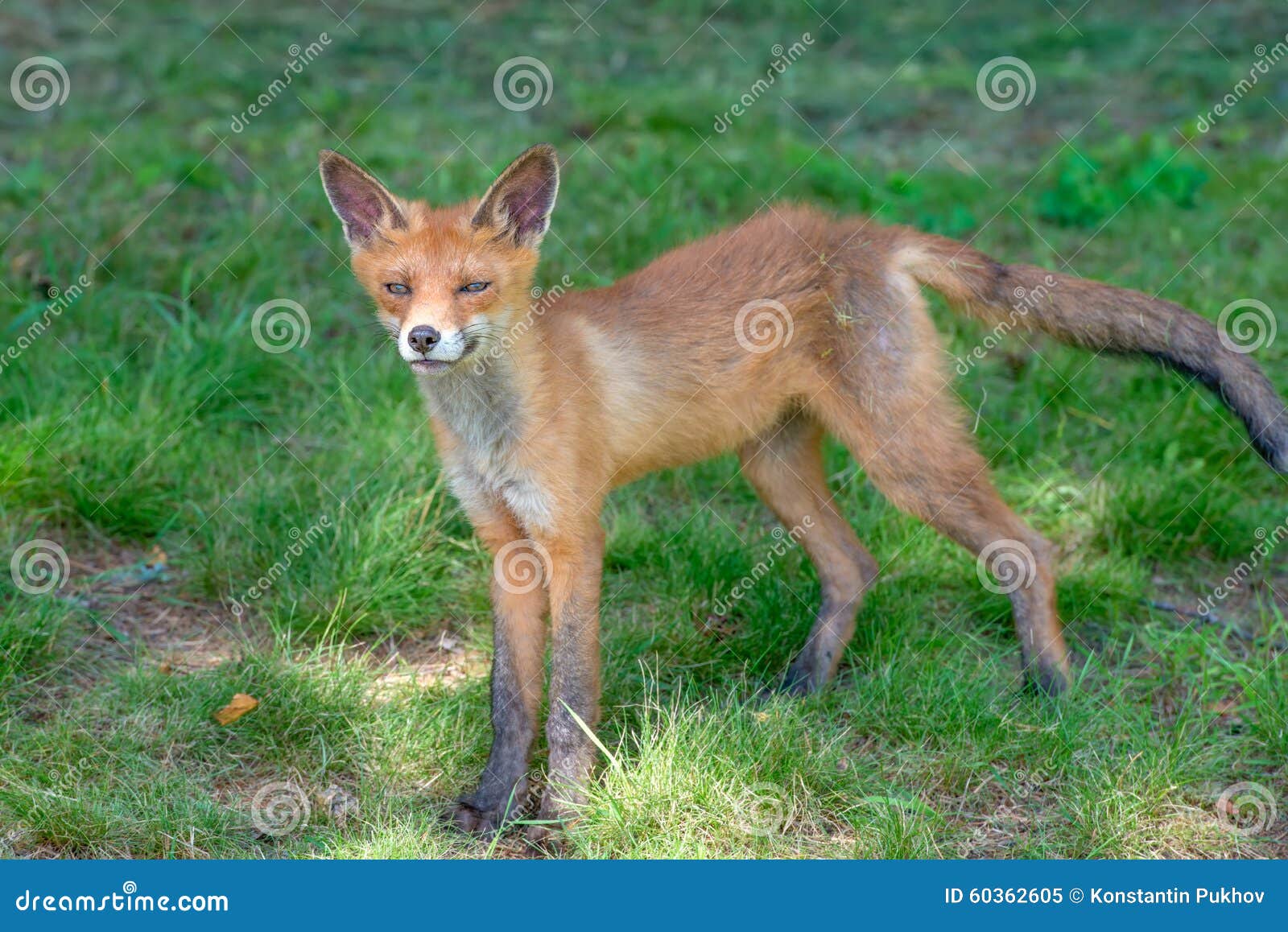 A lone fox pup stock image. Image of look, lone, face - 60362605