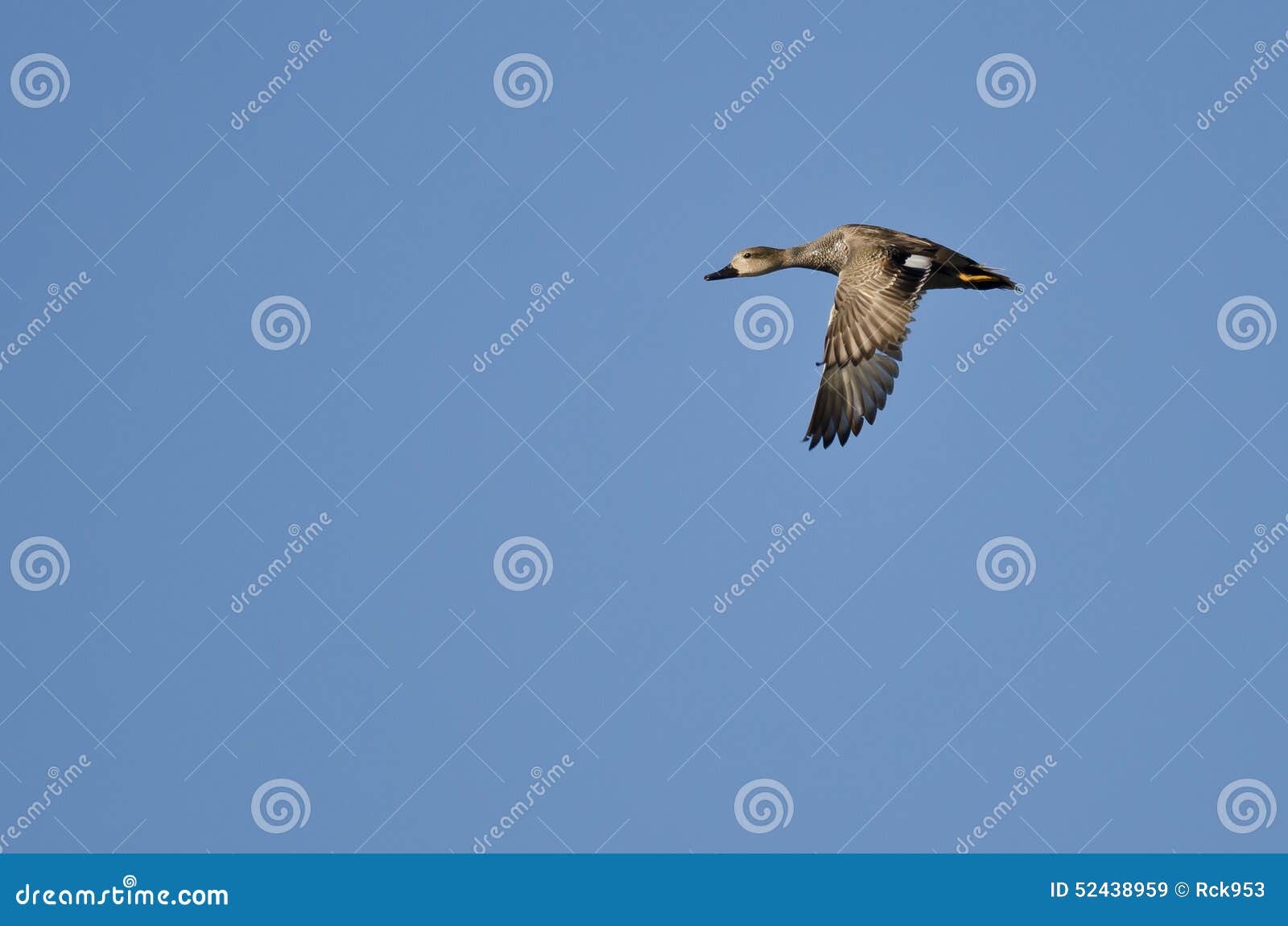 Lone Gadwall Flying in a Blue Sky Stock Image - Image of single ...