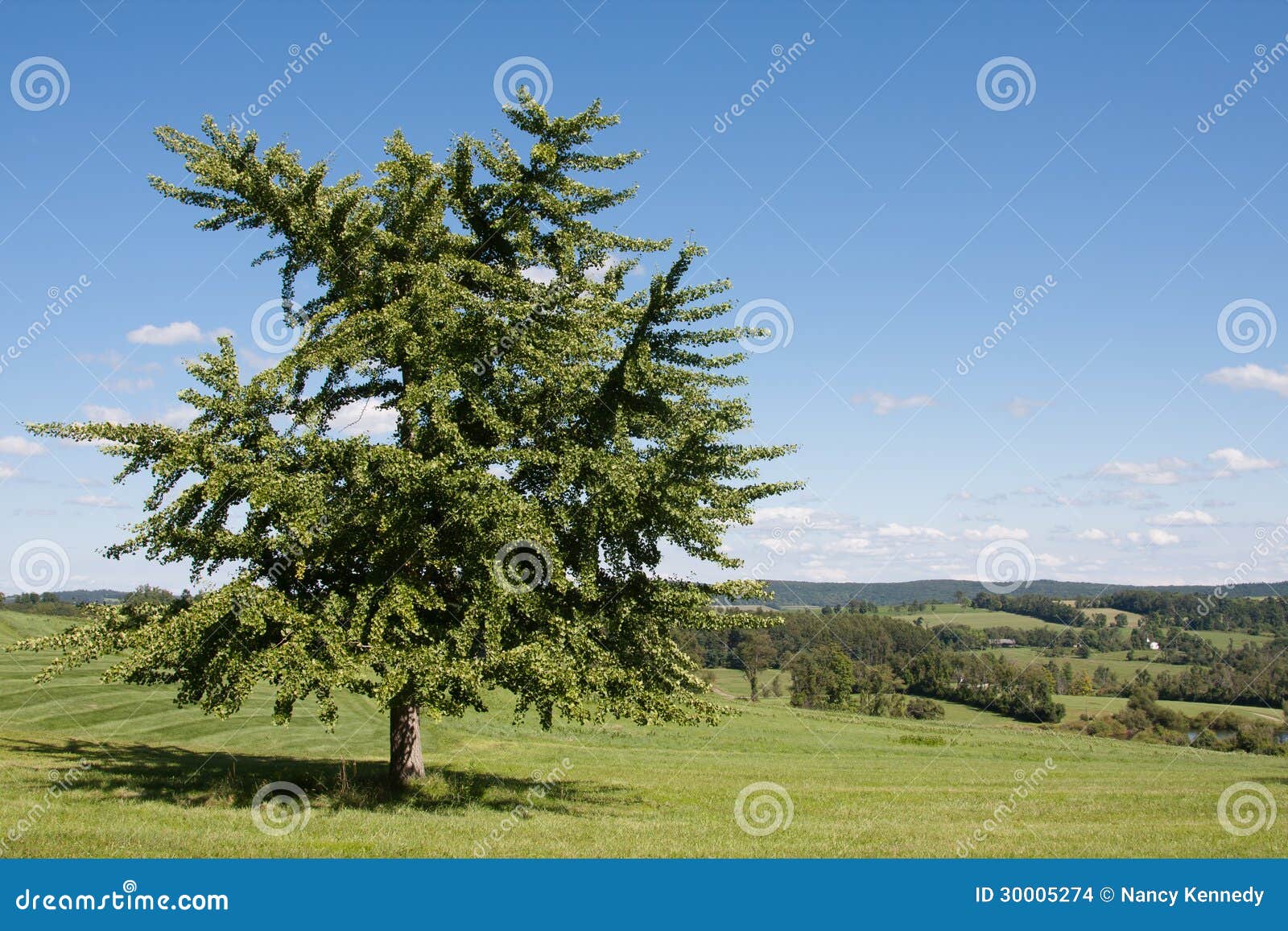 Gingko Tree stock photo. Image of maidenhair, biloba - 30005274