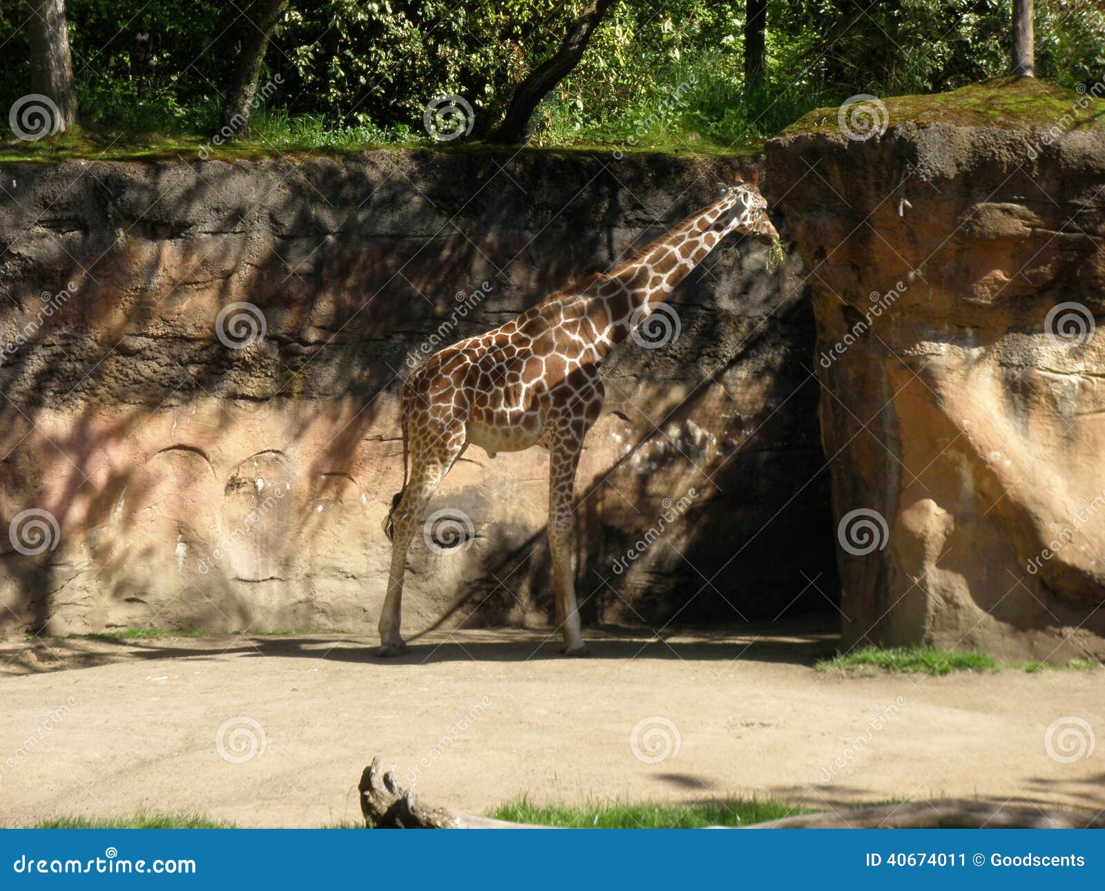 Lone Giraffe stock image. Image of spots, giraffe, sunlight - 40674011