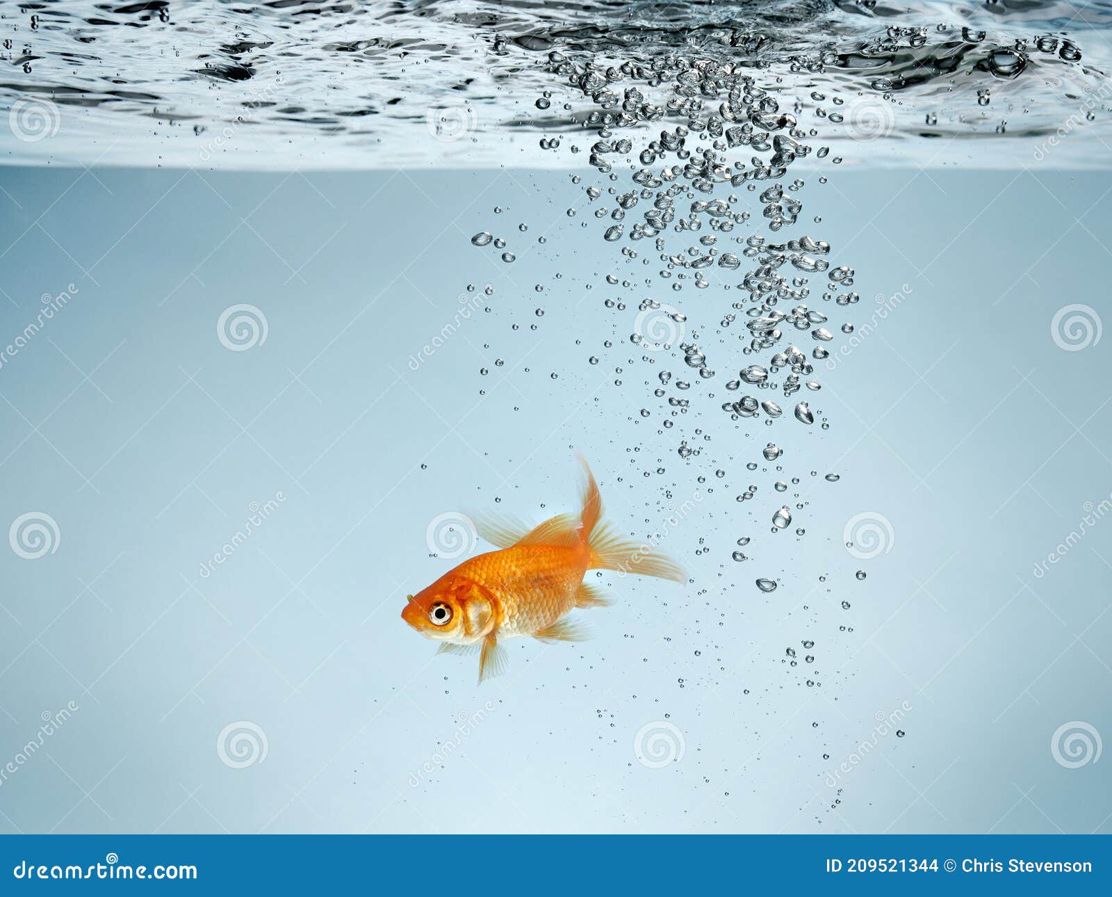 Lone Goldfish in Water stock photo. Image of splash - 209521344