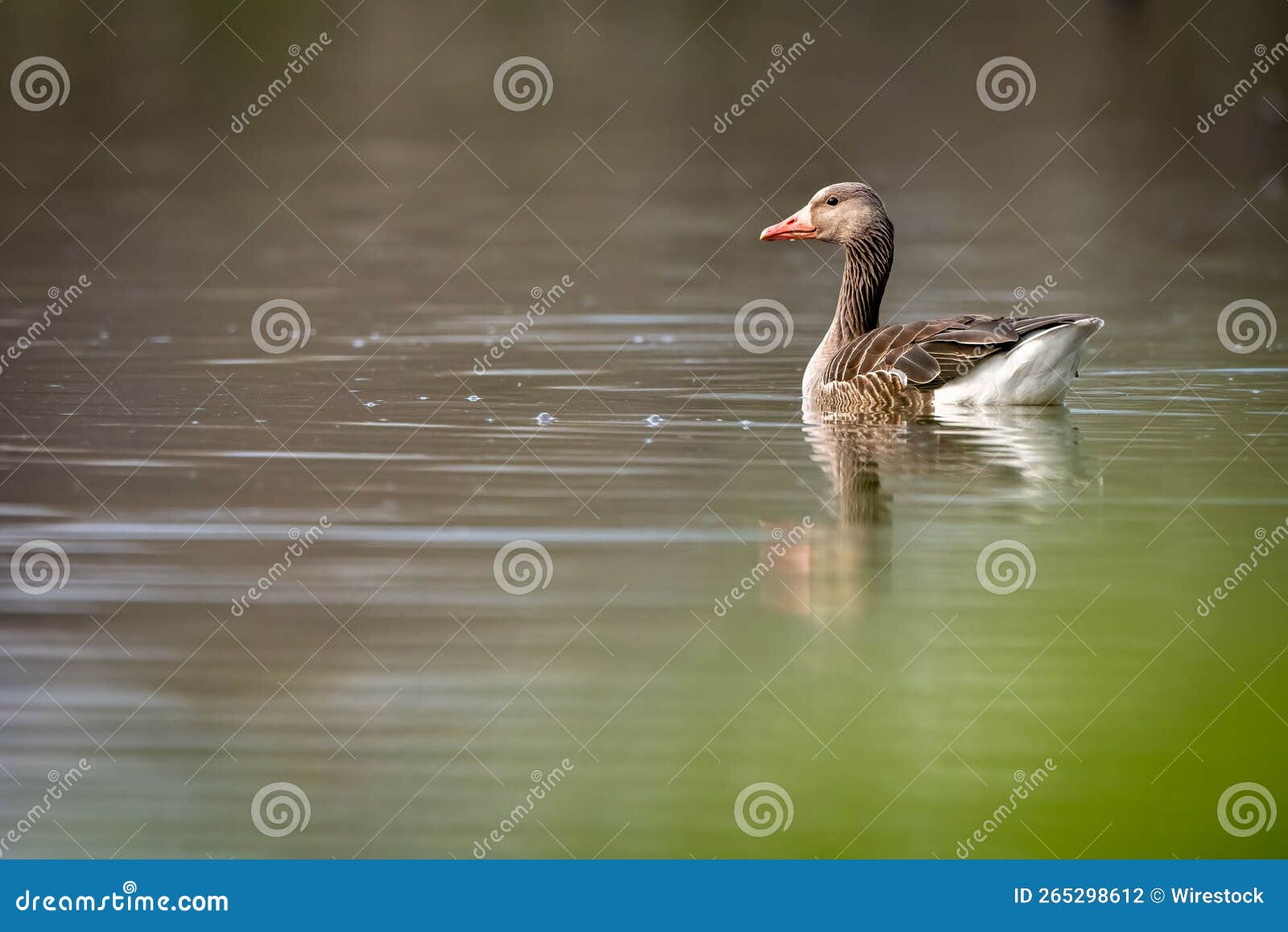 Lone Goose Floating on a Calm River Stock Photo - Image of floating, brown: 265298612