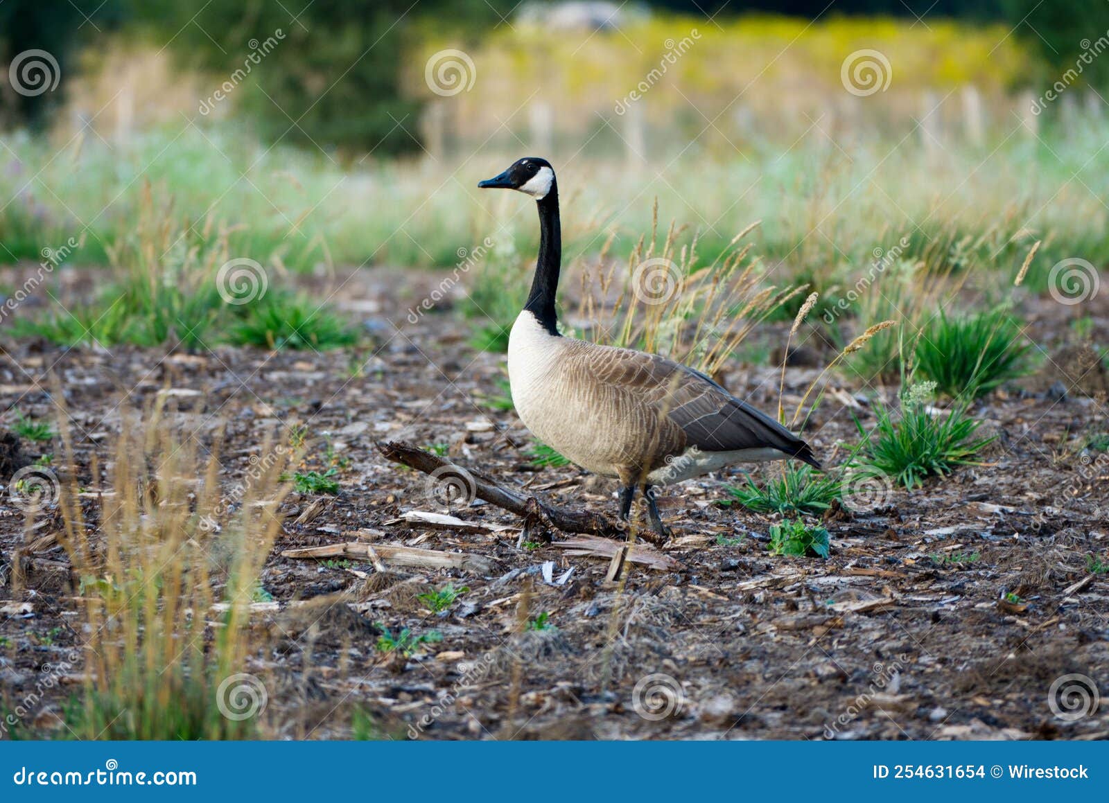 Lone Goose Walking on a Lot on a Farm Stock Photo - Image of water ...