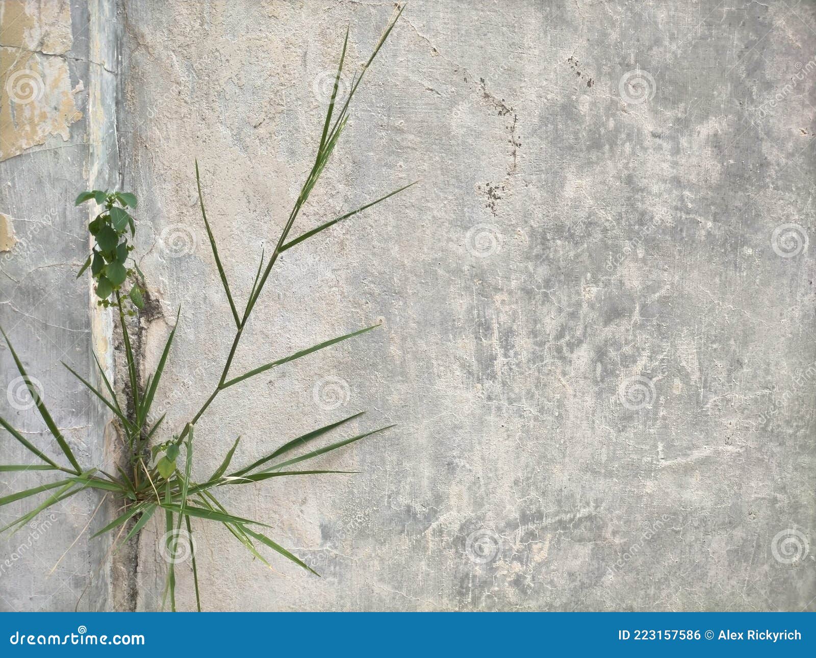 Lone Grass Growt at the Wall Stock Photo - Image of plant, twig: 223157586
