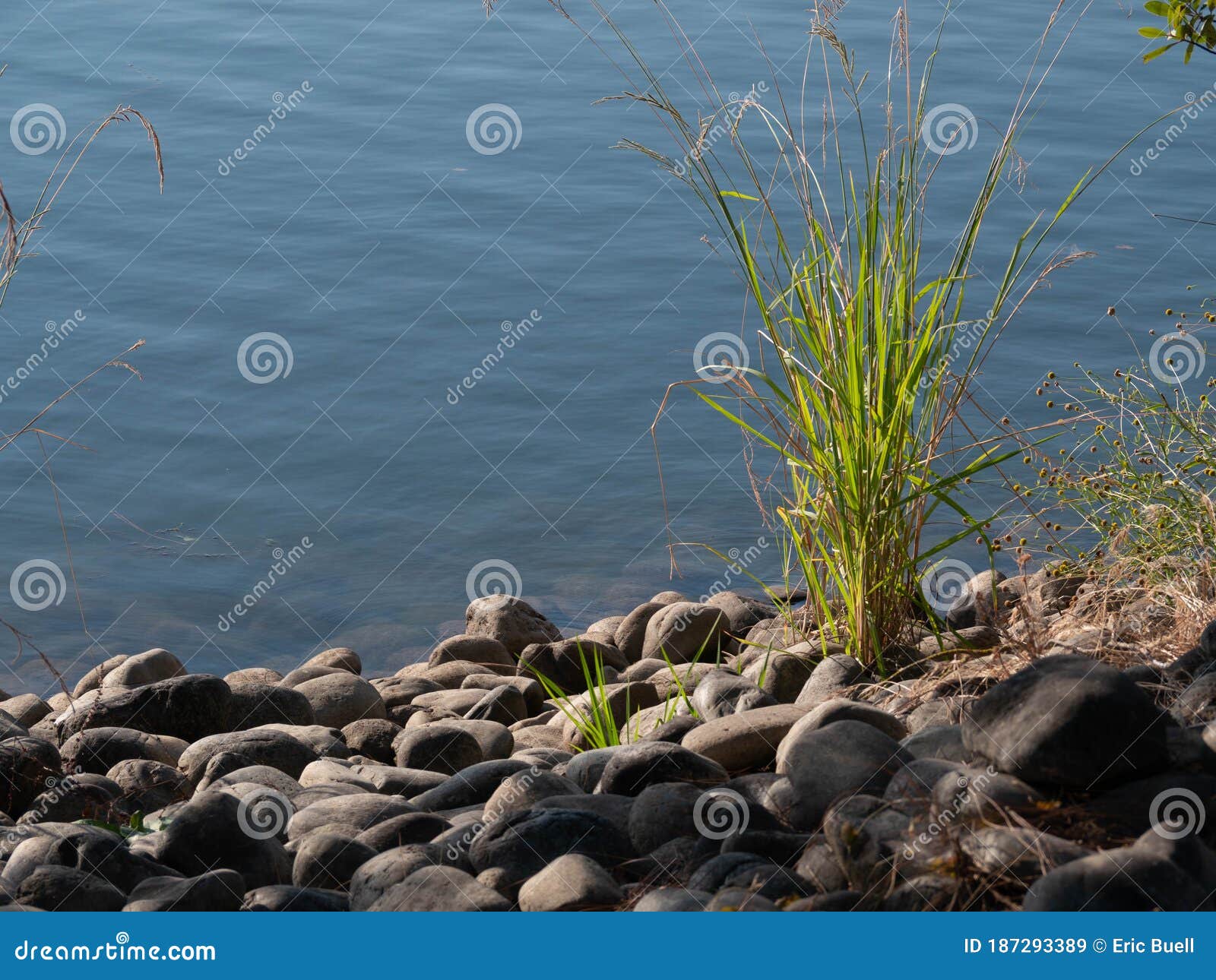 Lone Grass Patch Growing Along River Stock Image - Image of green ...