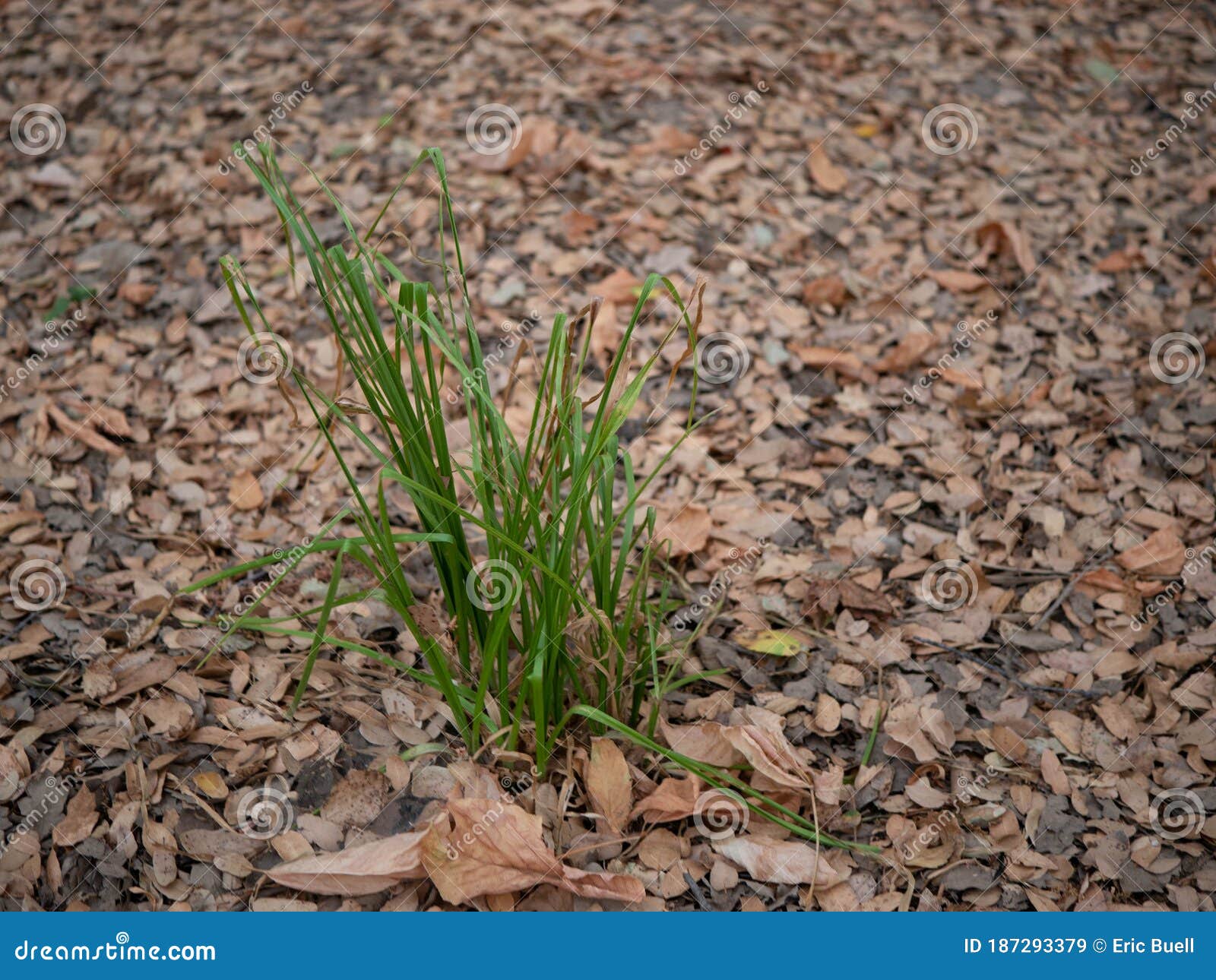 Lone Grass Patch Growing among Fallen Leaves Stock Image - Image of ...