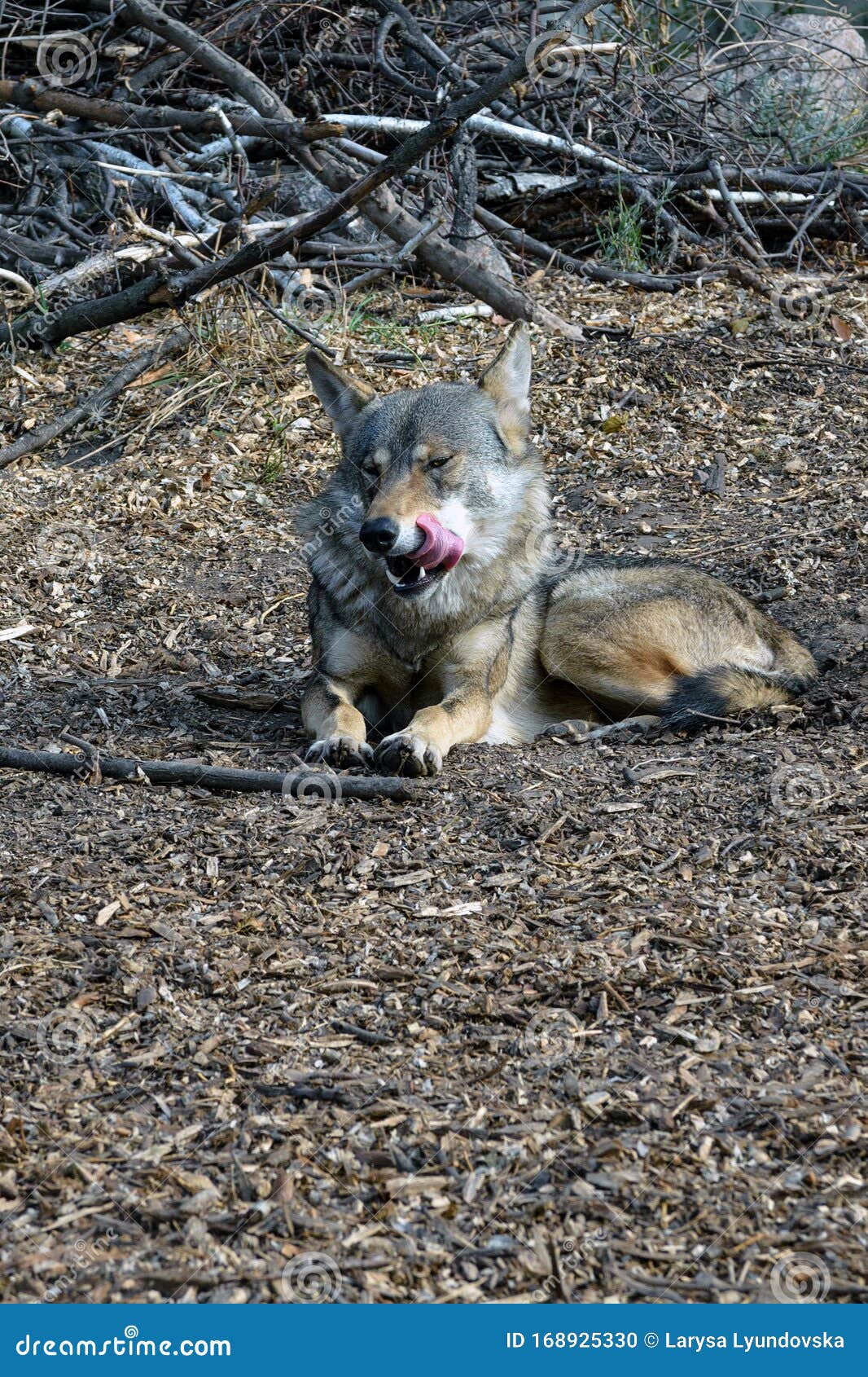 Lone Gray Wolf. Predatory Animal Stock Photo - Image of timber ...