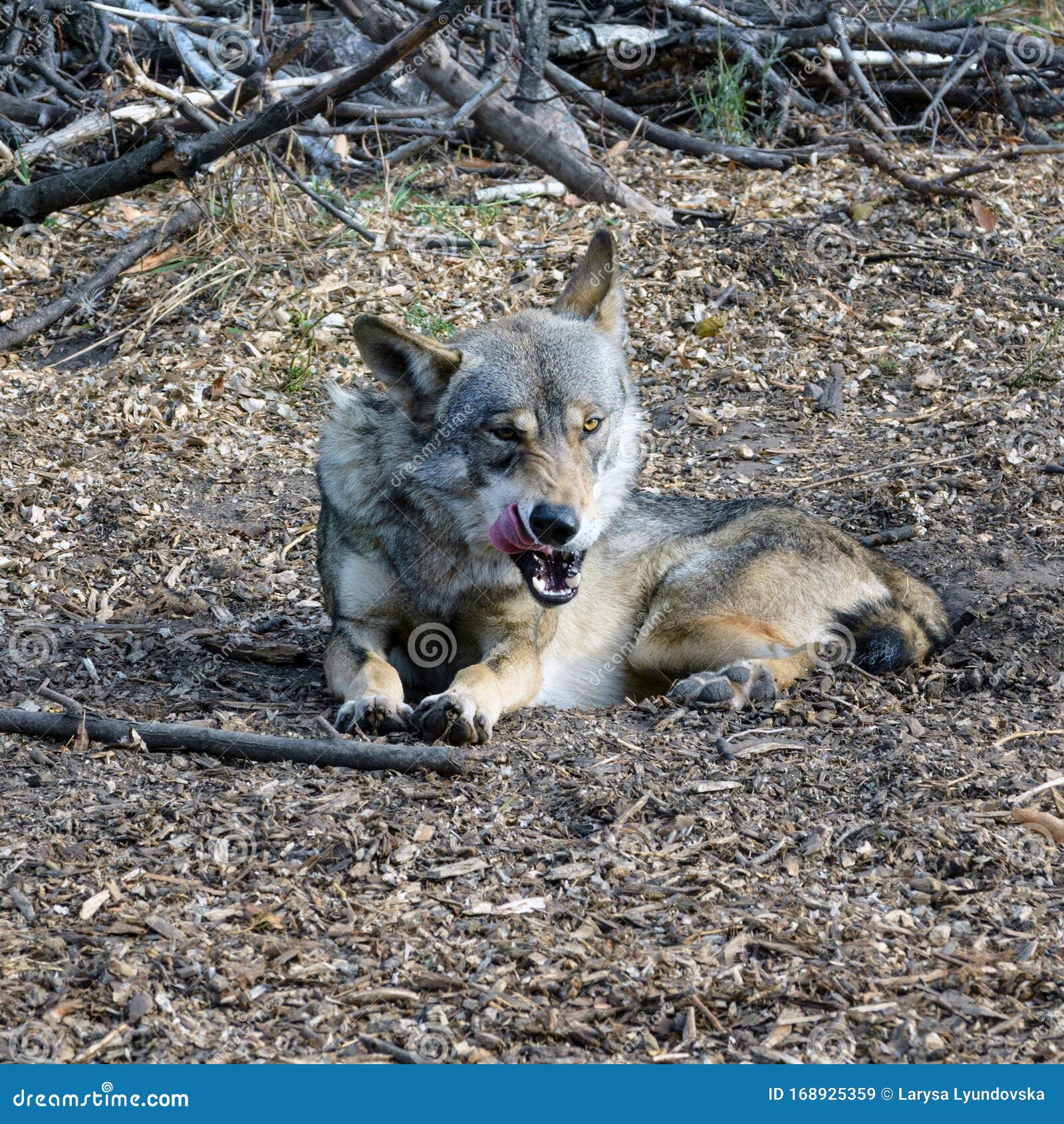Lone Gray Wolf. Predatory Animal Stock Image - Image of single, wild ...