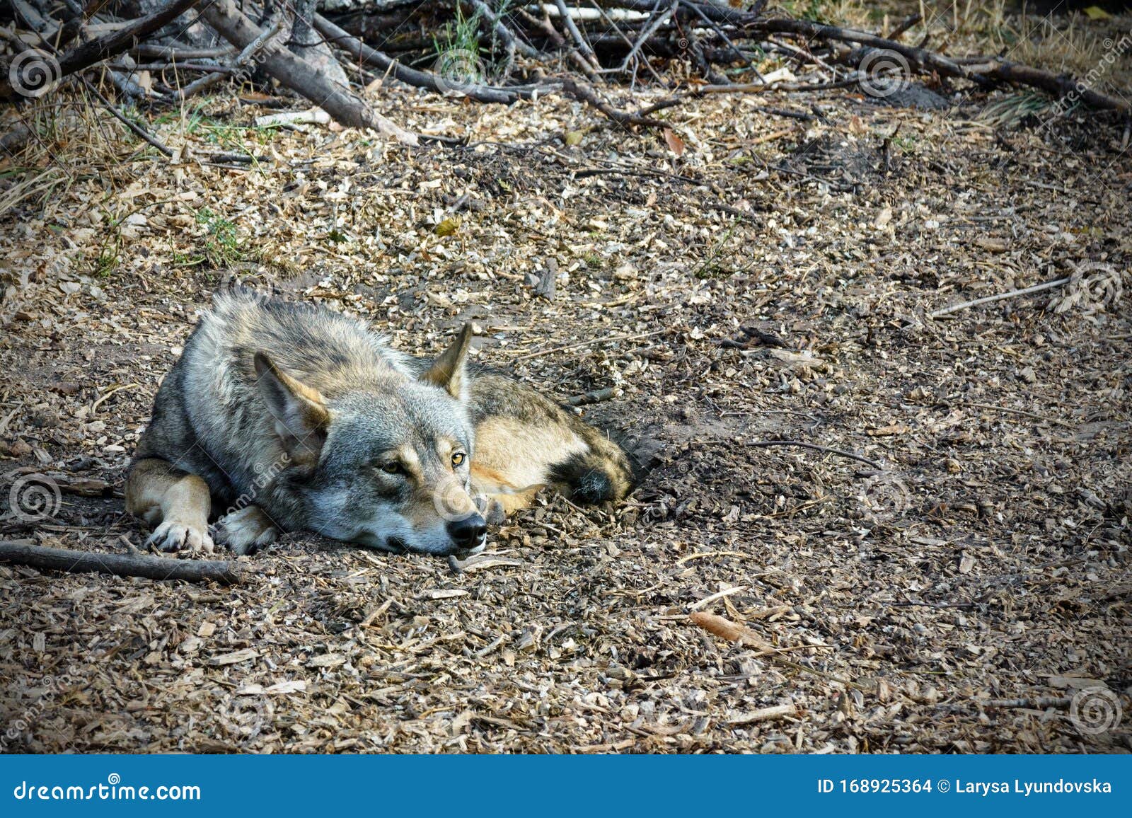 Lone Gray Wolf. Predatory Animal Stock Photo - Image of lupus, predator ...