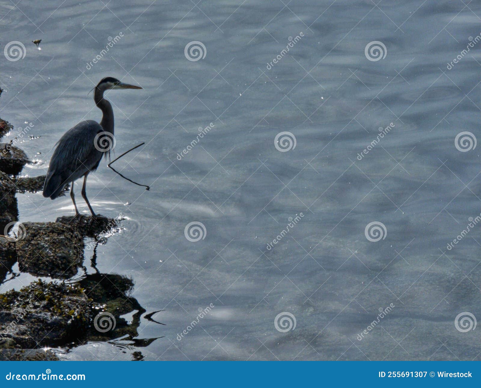 Lone Great Blue Heron on a Rocky Riverside Stock Image - Image of heron ...
