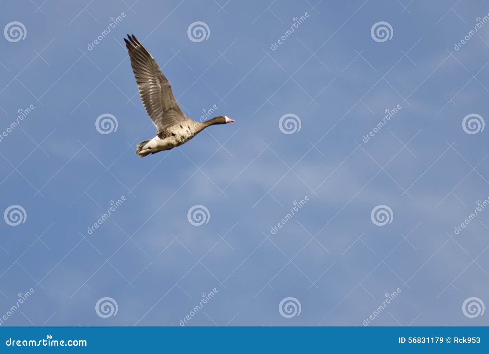 Lone Greater White-Fronted Goose Flying in a Blue Sky Stock Image ...