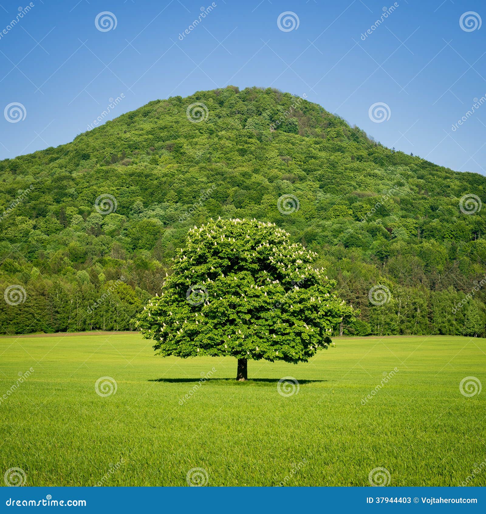 3,396 Lone Tree Green Hill Stock Photos - Free & Royalty-Free Stock ...