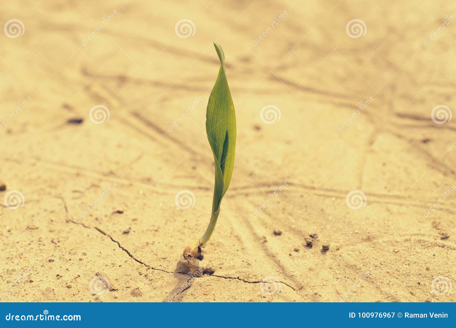 A Lone Green Sprout Broke from the Grain on the Parched Soil. Stock ...