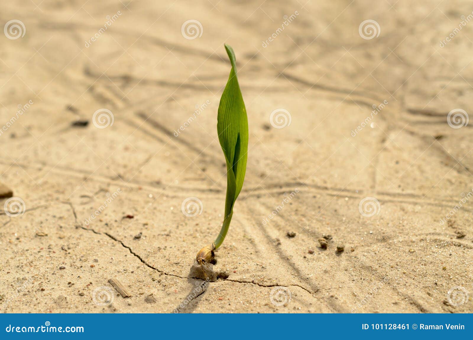 A Lone Green Sprout Broke from the Grain on the Parched Soil. Stock ...