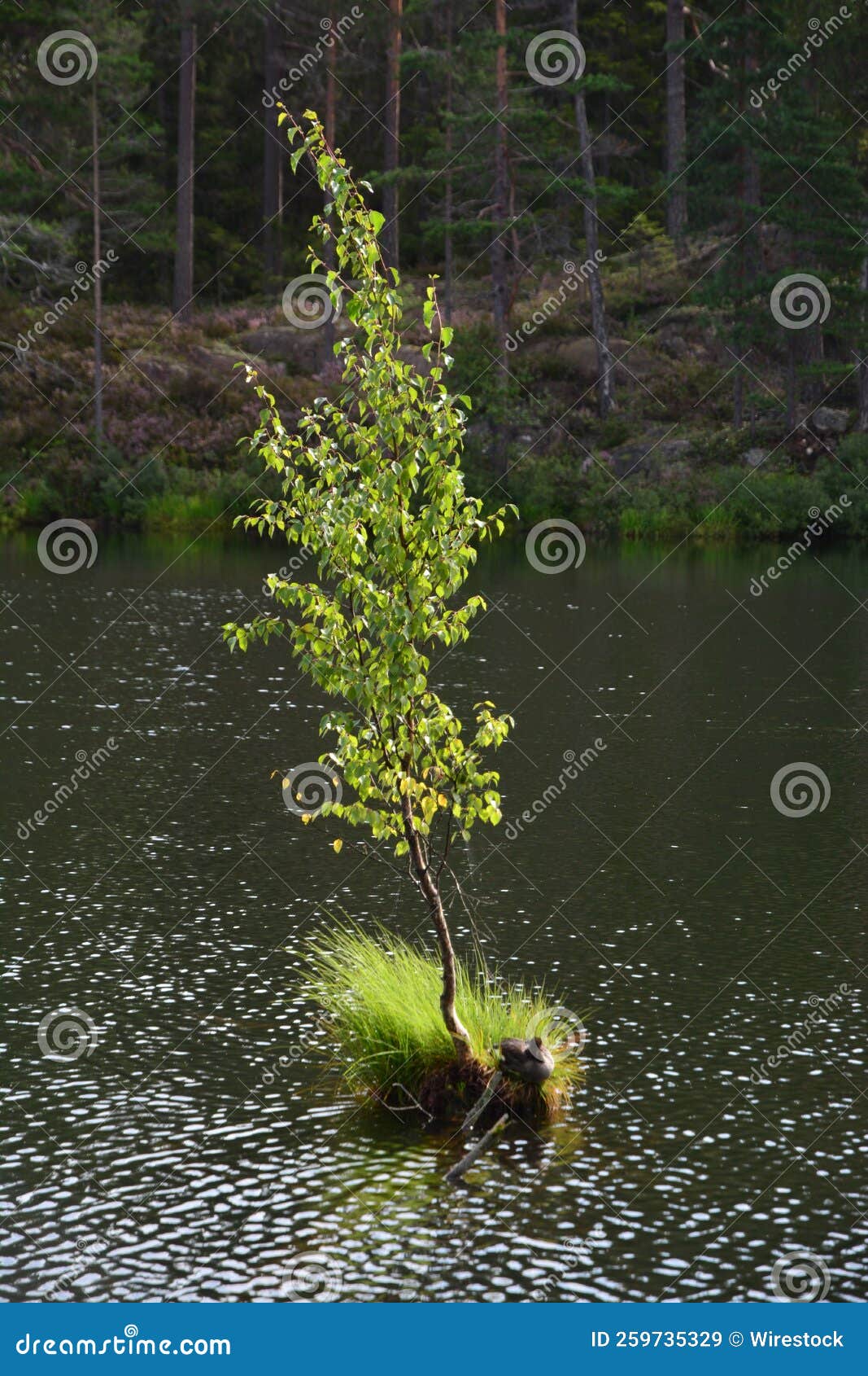 Lone Green Tree in the Middle of the River Stock Image - Image of grass ...
