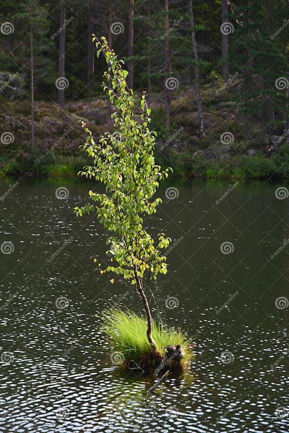 Lone Green Tree in the Middle of the River Stock Image - Image of grass ...