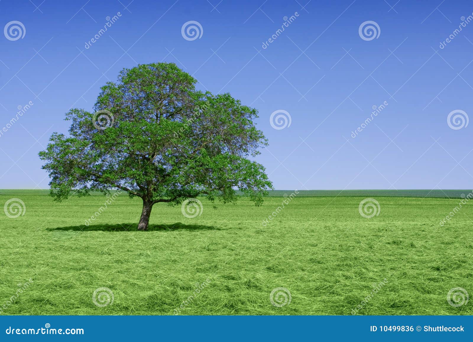 Lone green tree in nature stock photo. Image of peaceful - 10499836