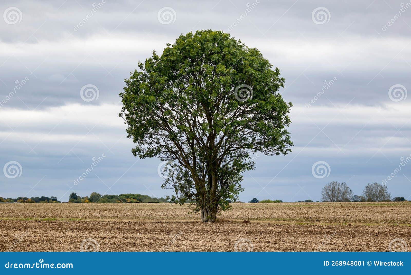 Lone Green Tree in a Yellow Field, Cloudy Sky Background Stock Image ...