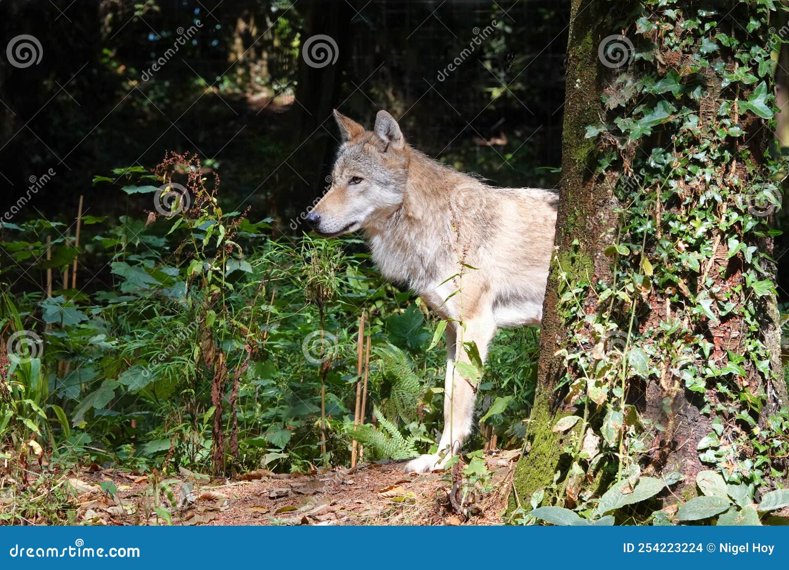 Lone Grey Wolf Standing by Tree Stock Photo - Image of grey, predator ...